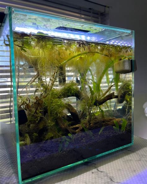 3g Snail Cube Tank Ive Been Working On D Aquascape
