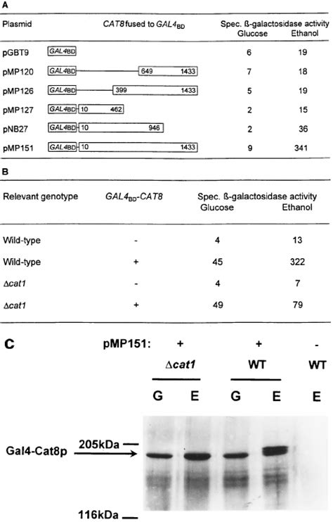Transcriptional Activation Of Gal4 Bd Cat8 Fusion Proteins Specific