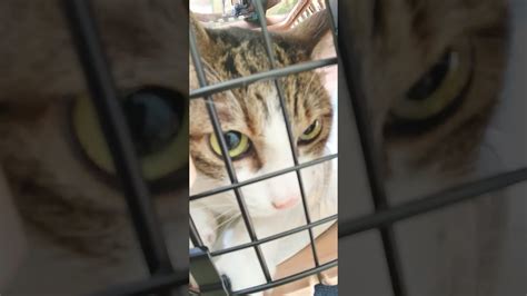 猫屋敷＋犬庭園20220910しらたま Youtube