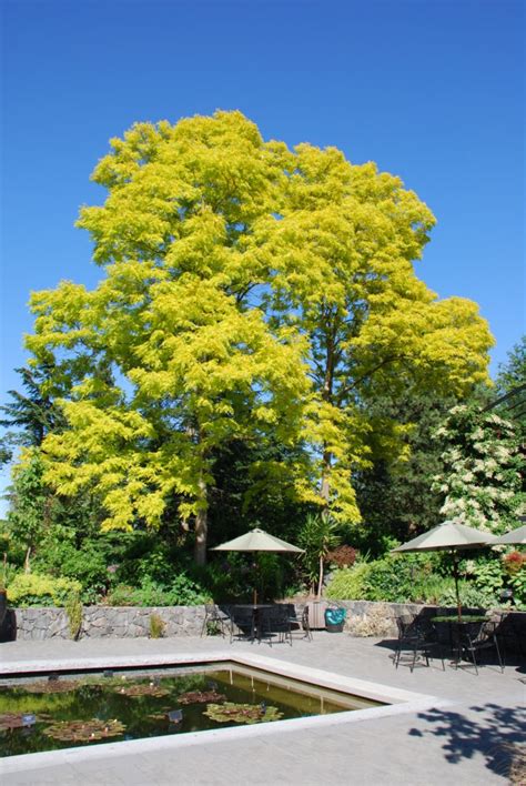 Leaf Yellow Form Tree