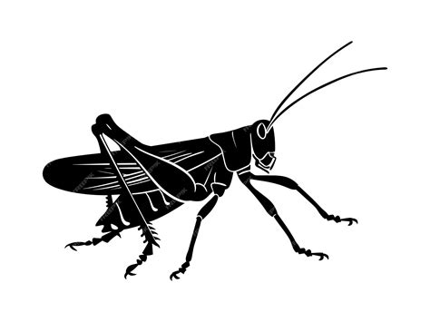 Grasshopper Silhouette Vector Grasshopper Insect Grasshopper Bug