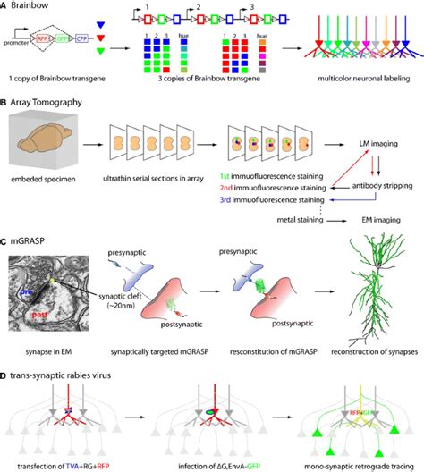 Brainbow Synapse
