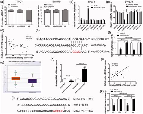 Circ Ncor2 Sponges Mir 516a 5p To Elevate Mta2 Expression A Qrt Pcr