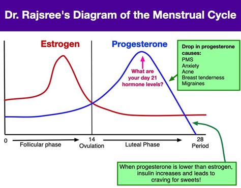 Doninant Estrogen Hormone Cycle Graph