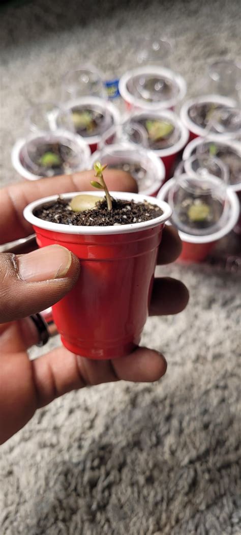 My Tiny Experiments R Proplifting