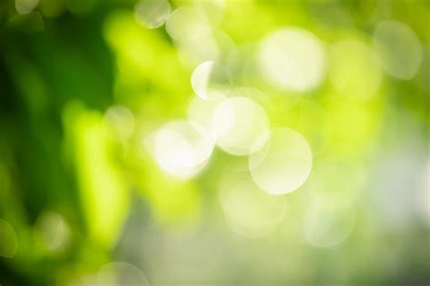 추상화는 초점에서 흐리게하고 보케와 햇빛 아래 녹색과 노란색 잎 자연 배경과 배경 자연 식물 풍경 생태 벽지 개념으로 사용하여