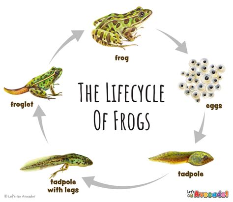 The Amazing Lifecycle Of Frogs And Toads Lets Go Avocado