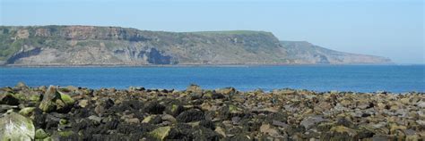 The Nautiloid Network