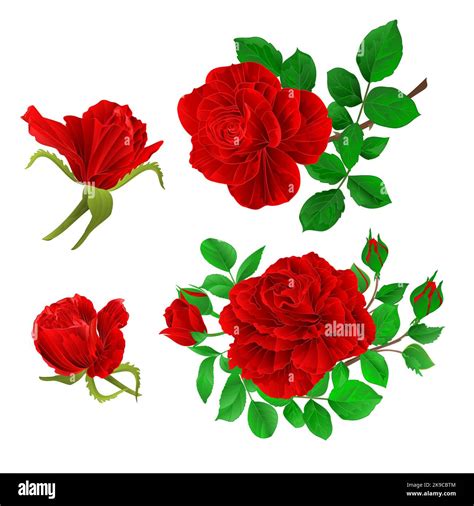 Red Roses With Buds And Leaves Vintage On A White Background Set First