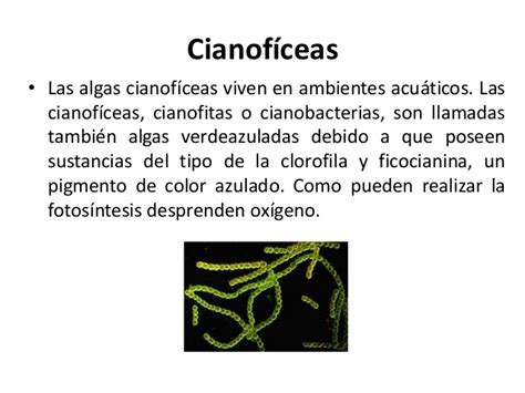 Algas Cianofitas — Wikisabio