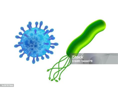 바이러스와 박테리아 바이러스와 박테리아 세포의 구조 차이 3차원 형태에 대한 스톡 벡터 아트 및 기타 이미지 3차원 형태 박테리아 세포 Istock