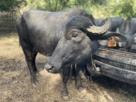 Water Buffalo Us Grains Council