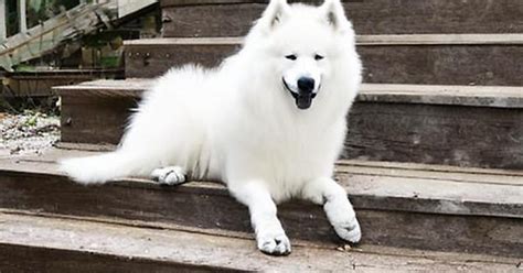 Snow The Samoyed Album On Imgur