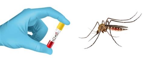 Ernakulam Faces Dengue Surge 547 Cases In June Urban Acres