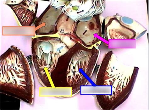 Heart Part 1 Diagram Quizlet