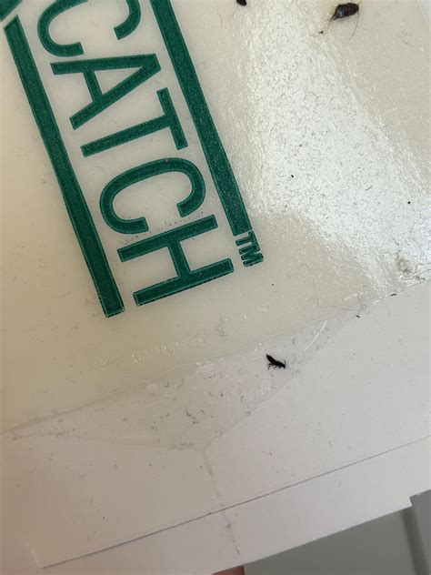 Bottom Bug Almost Looks Like A Stinger On It R Whatisthisbug