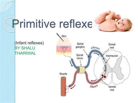 Primitive Reflexes Pptx