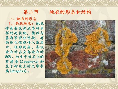 PPT 第七章 地衣植物门 PowerPoint Presentation free download ID 3678644