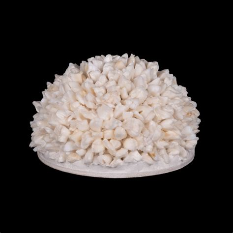 Vander Tooth Half Sphere Sculpture Ossuaria