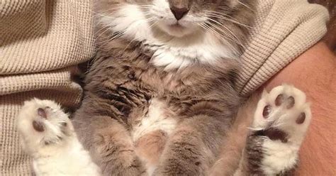 My Cat Sitting Like A Hooman Imgur