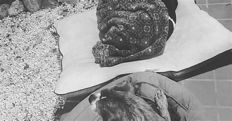 Pibble Naps Album On Imgur