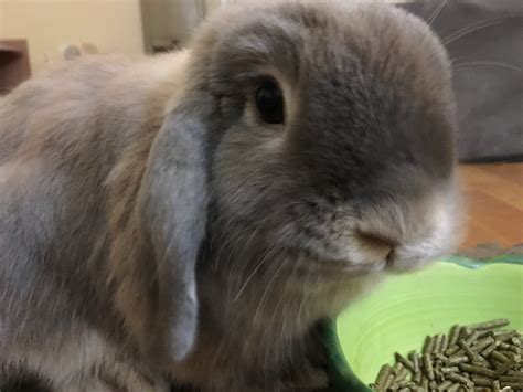 Bunny Brownie Bunnybrownie Posts X