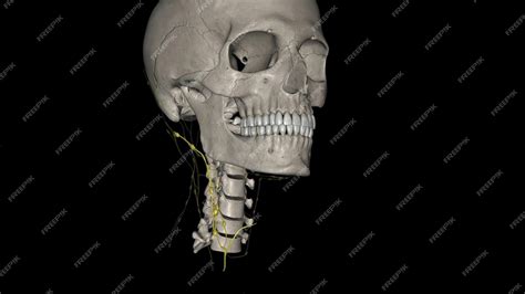 Premium Photo The Internal Jugular Vein Is A Paired Venous Structure