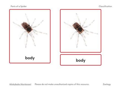 Spider 3 Part Cards Definitions And Nomenclature Arachnid Anatomy