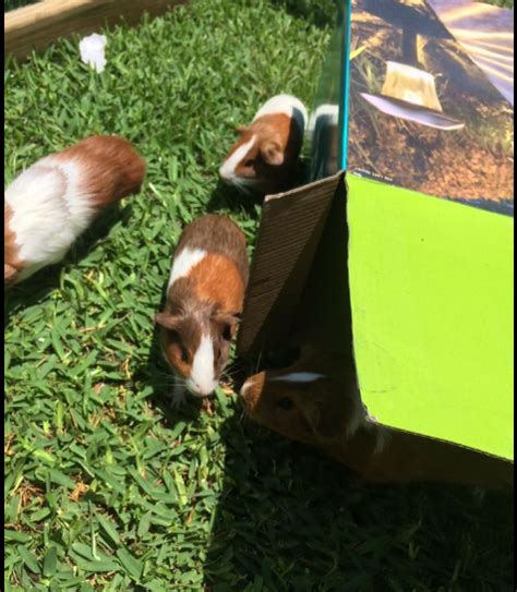 Guinea Pigs For Sale