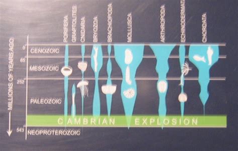The Cambrian And Post Cambrian Periods Elwyns Evolution Page