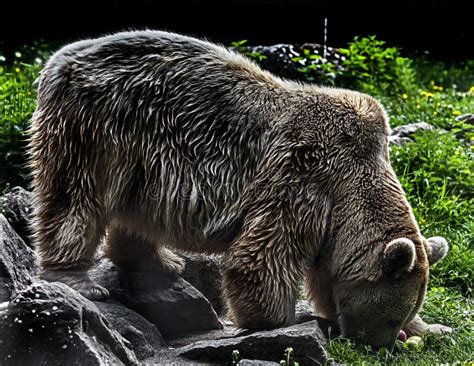 Syrian Brown Bear Eats Apple 4 Stock Image Image Of Predator