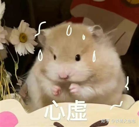 晚上好 今日表情包来啦鸡你太美 知乎