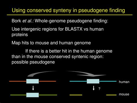 ppt conserved synteny and gene prediction powerpoint presentation