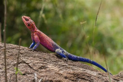 Lagarto spiderman o Agama mwanzae Características hábitat y alimentación