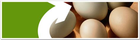 Recycling Egg Shells Uk