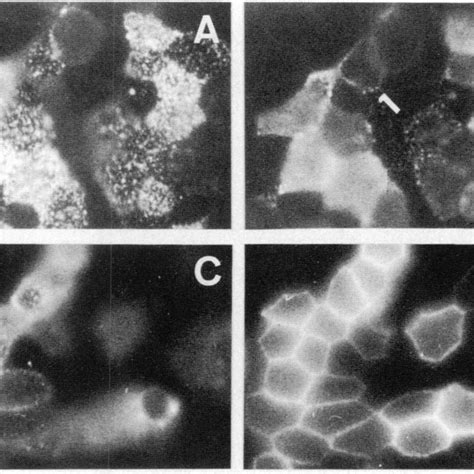 N Rh Pe Fused Into Both Leaflets Of The Apical Plasma Membrane Domain