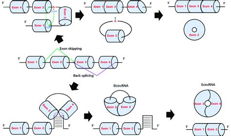 Exon Skipping And Back Splicing Mechanisms 7 12 For Exon Skipping Download Scientific