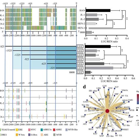 The Core Promoter Region Identification And Candidate Transcription