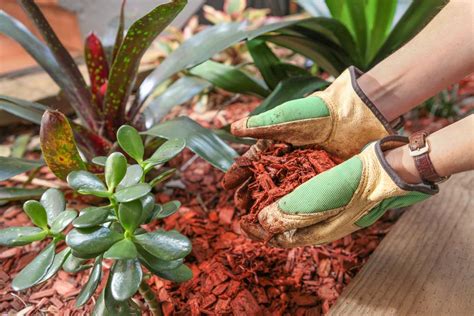 Differences Between Cedar Vs Cypress Mulch A Green Hand