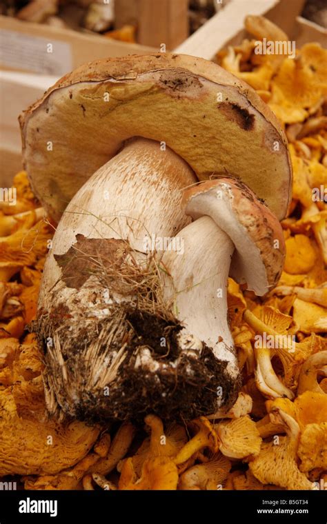 Mushroom Weighing Over One And A Half Kilos On Display At A Mushroom