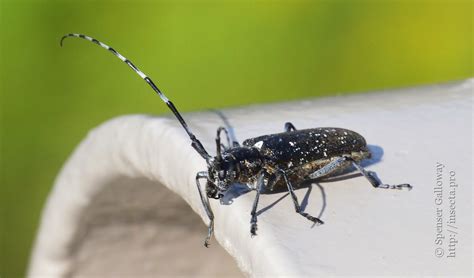 Photo 58564 Monochamus Scutellatus