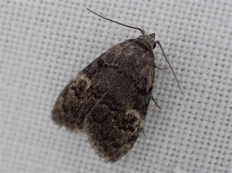 Meganola Bryophilalis