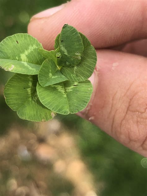 4 Leaf Clover How About 6 Leaf Clover R Plants