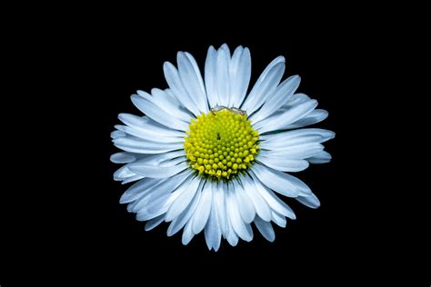 Pixabay Pixabay