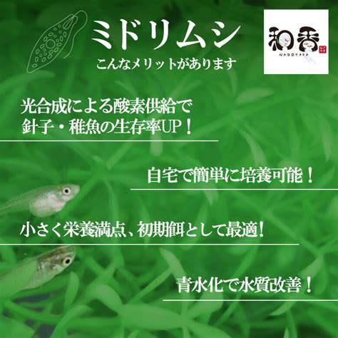 【楽天市場】★ポイント10倍★和香 ミドリムシ （ ユーグレナ ）2000ml 液体肥料 詳しい培養マニュアル付 めだか メダカ 金魚 稚魚