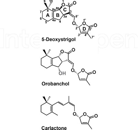 Figure 2 From Chapter 5 Strigolactone Signaling In Plants Semantic