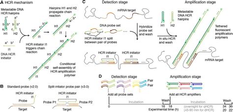 Third Generation In Situ Hybridization Chain Reaction Multiplexed