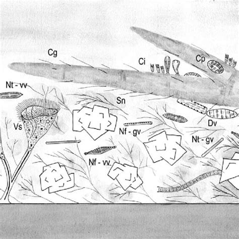 Diagrammatic representation of biof ilm architecture at moderate ...