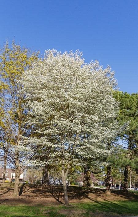 Serviceberry How To Grow And Care For Amelanchier Garden Design