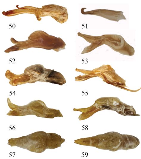 Male Genitalia Lateral View 57 And 59 Dorsal View 5051 Z
